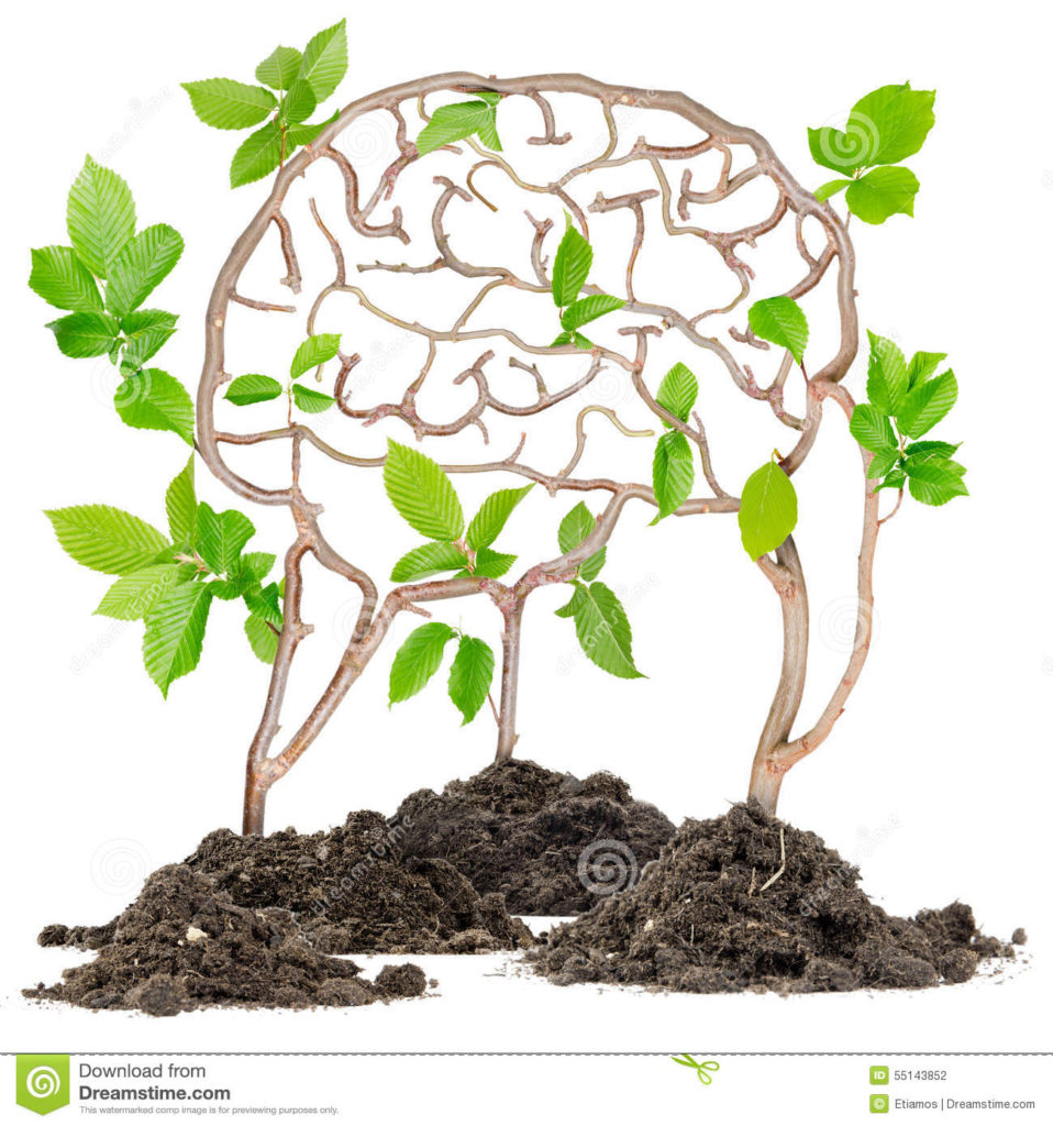 The Psychological Benefits of Landscaping | Call Dare